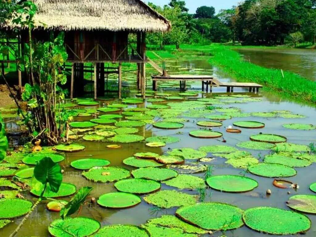 Viajes al Amazonas en Colombia | Servicios de Categoria superior
